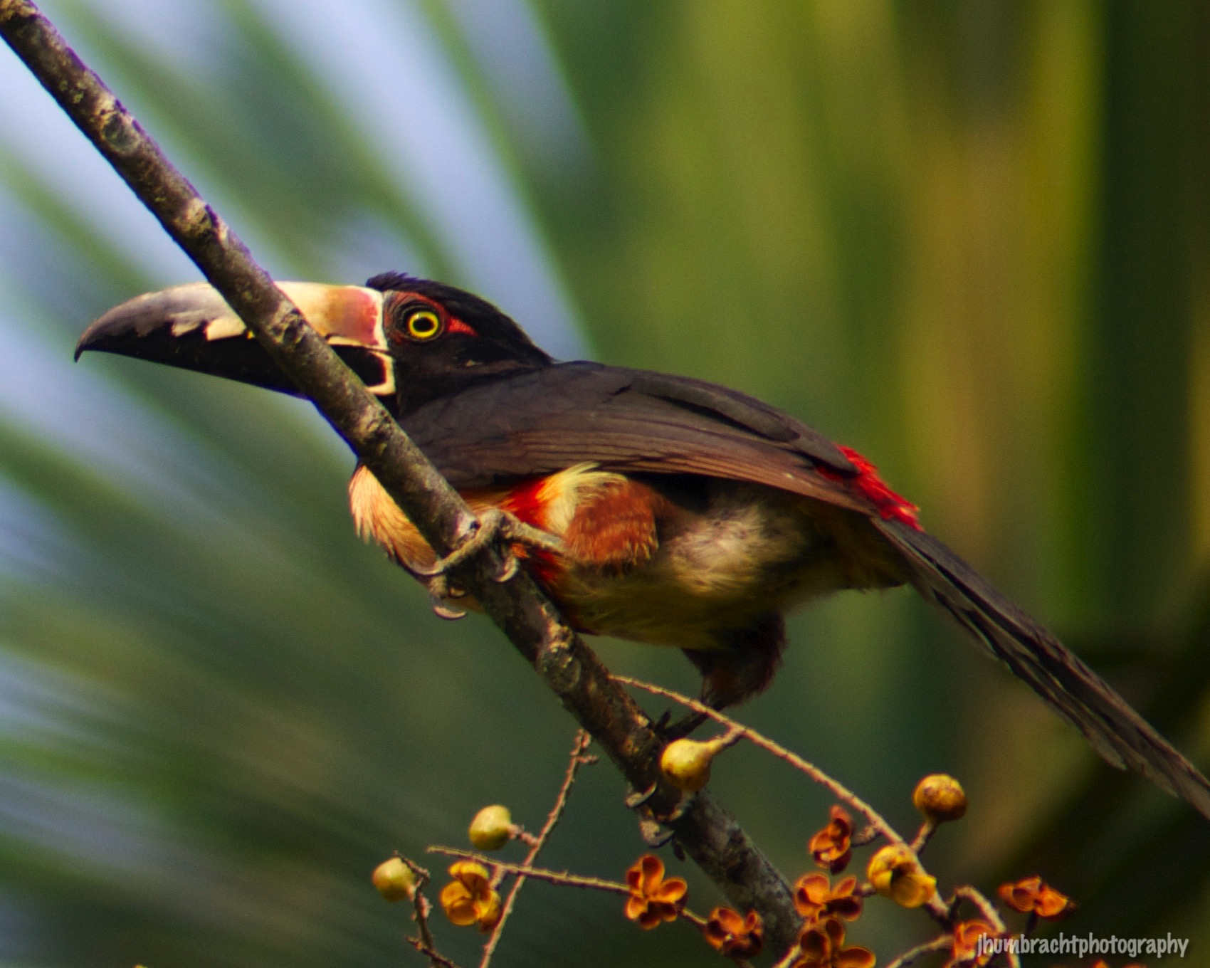 Birds of Central America (Part 2) | Nature Photography