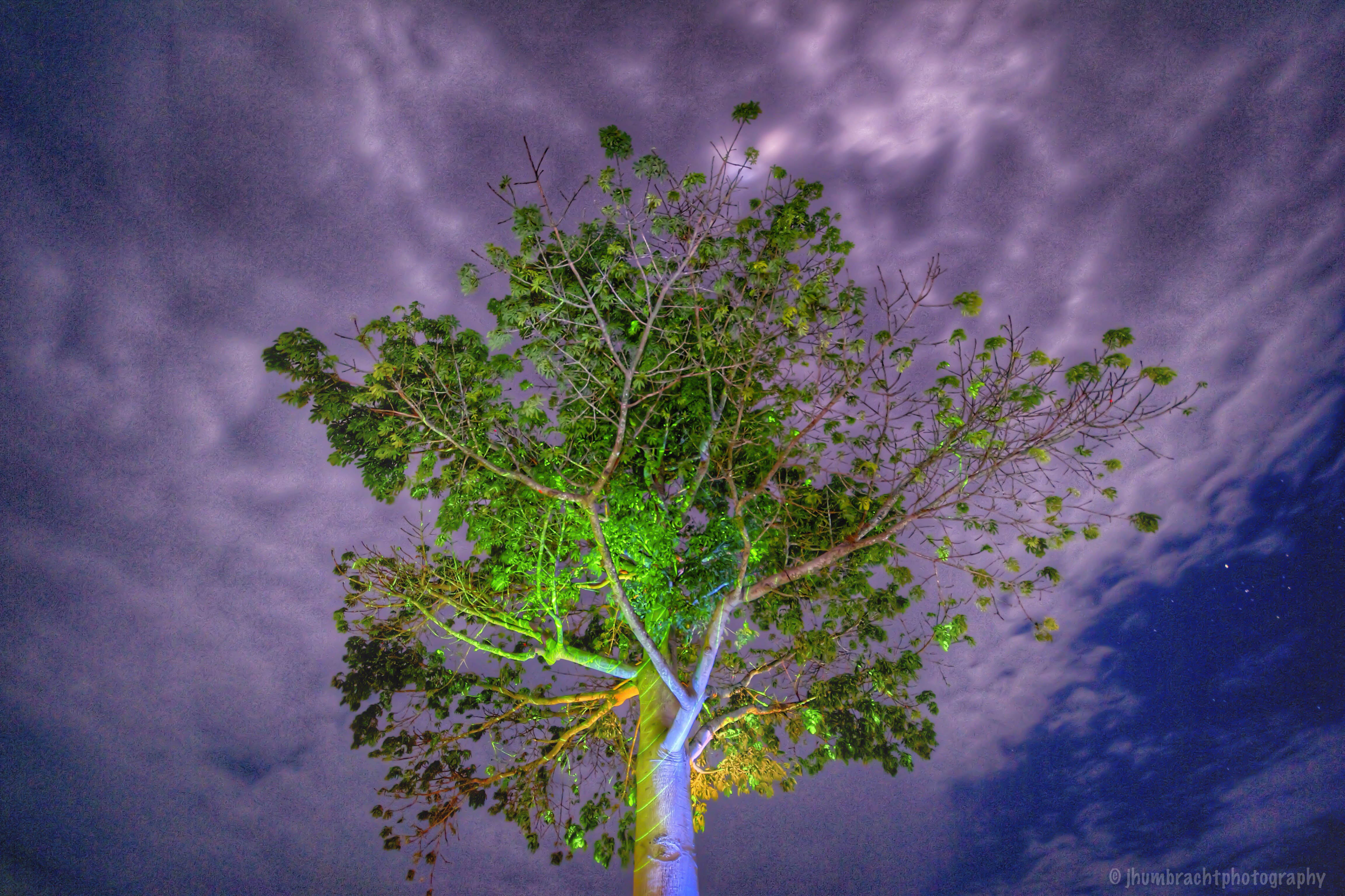 Ceiba Tree at El Don David in El Remate, Guatemala photo taken by ...